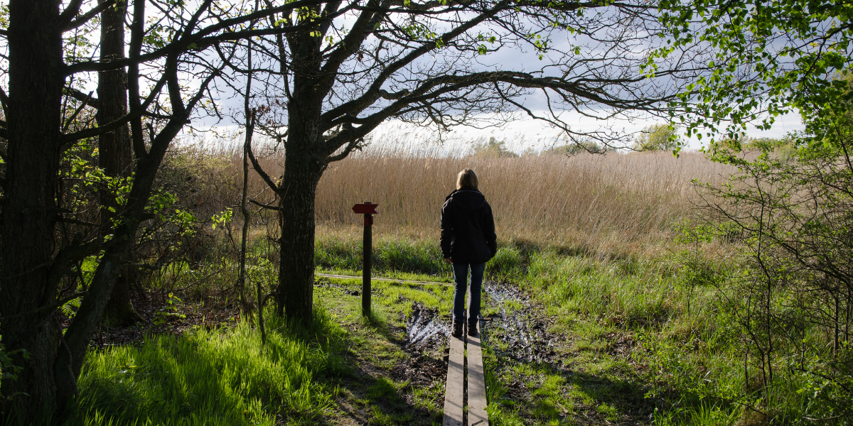 The importance of nature and its benefits on mental health ...